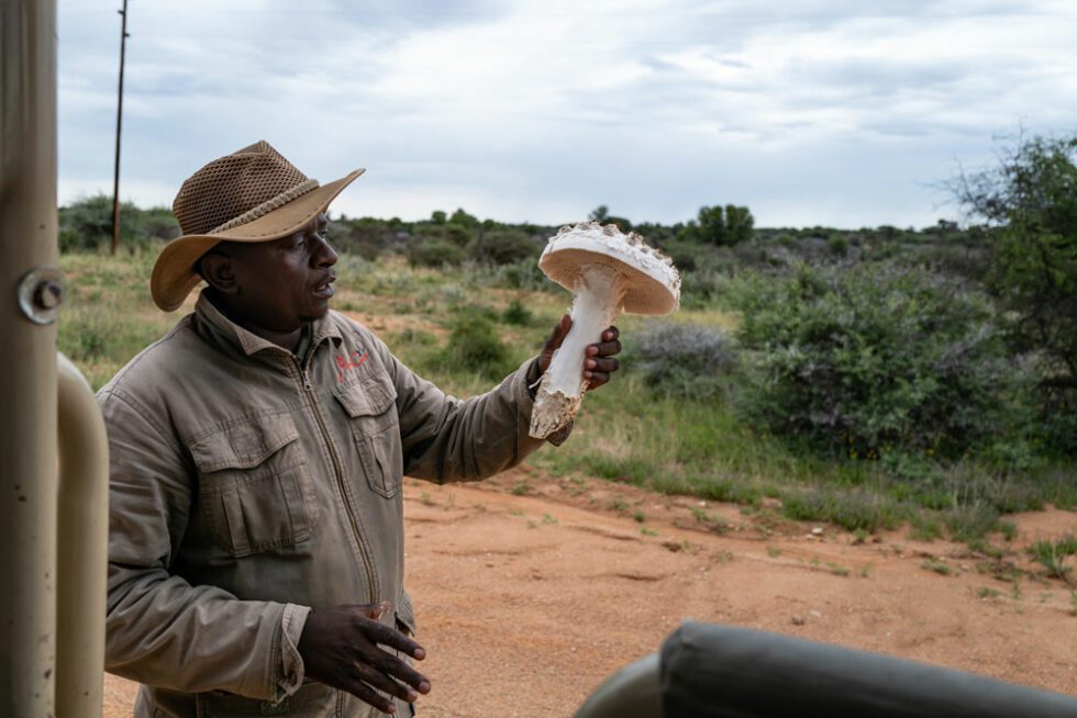 Namibian Omajowa Mushrooms: Where to Find Them, How to Cook Them (And ...
