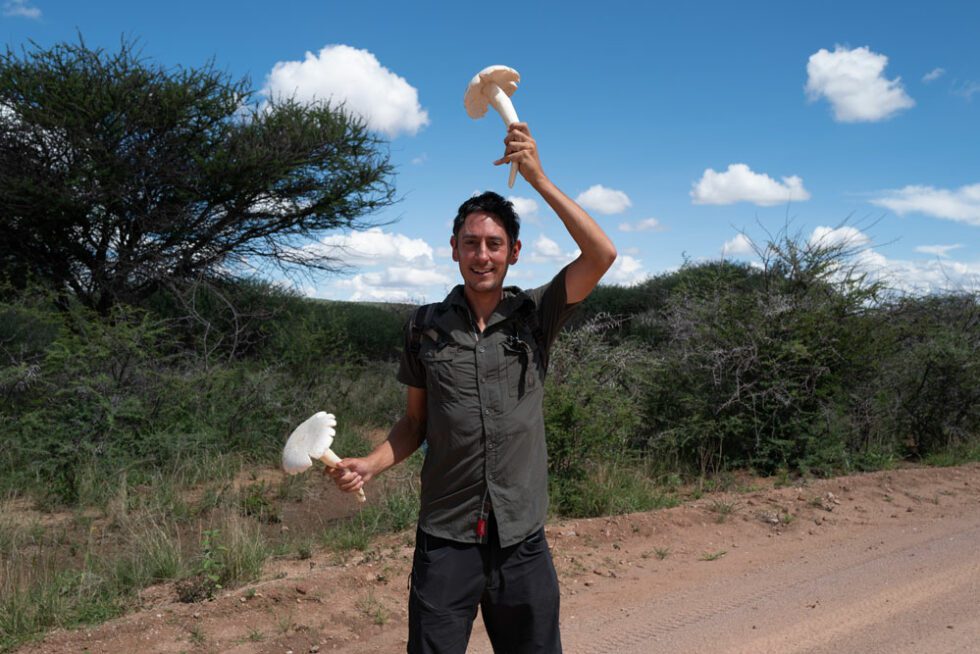 Namibian Omajowa Mushrooms: Where to Find Them, How to Cook Them (And ...